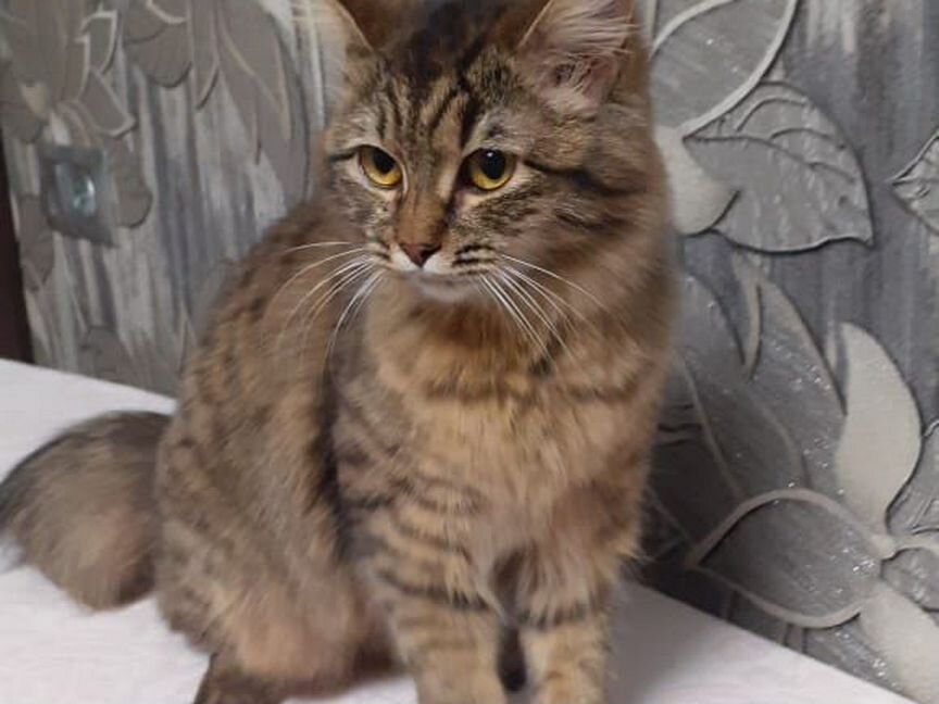 Котёнок Василиса