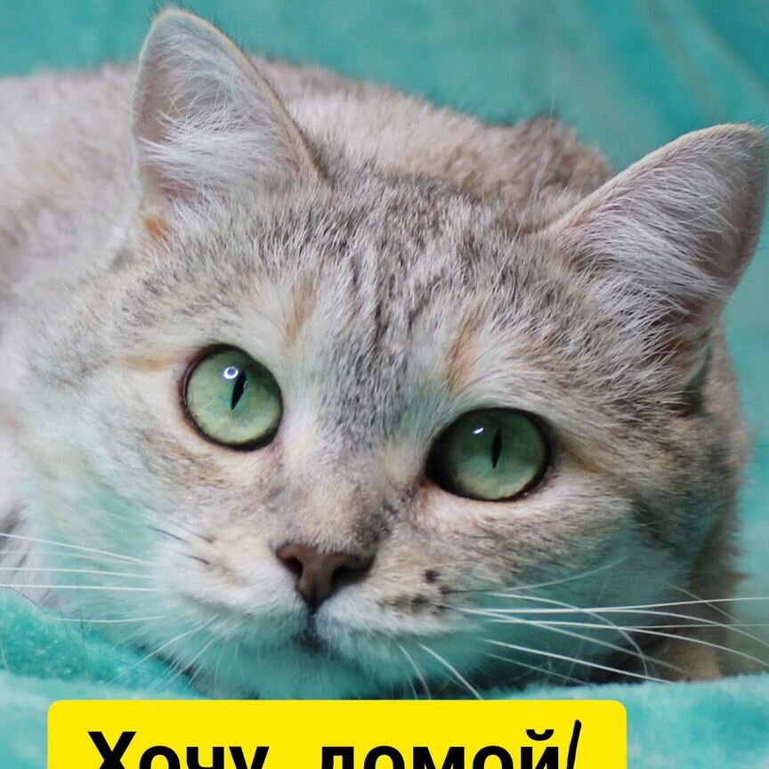 Шотландская прямоухая короткошёрстная, взрослая кошка