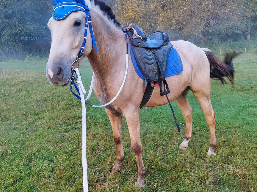 Уздечка из биотана