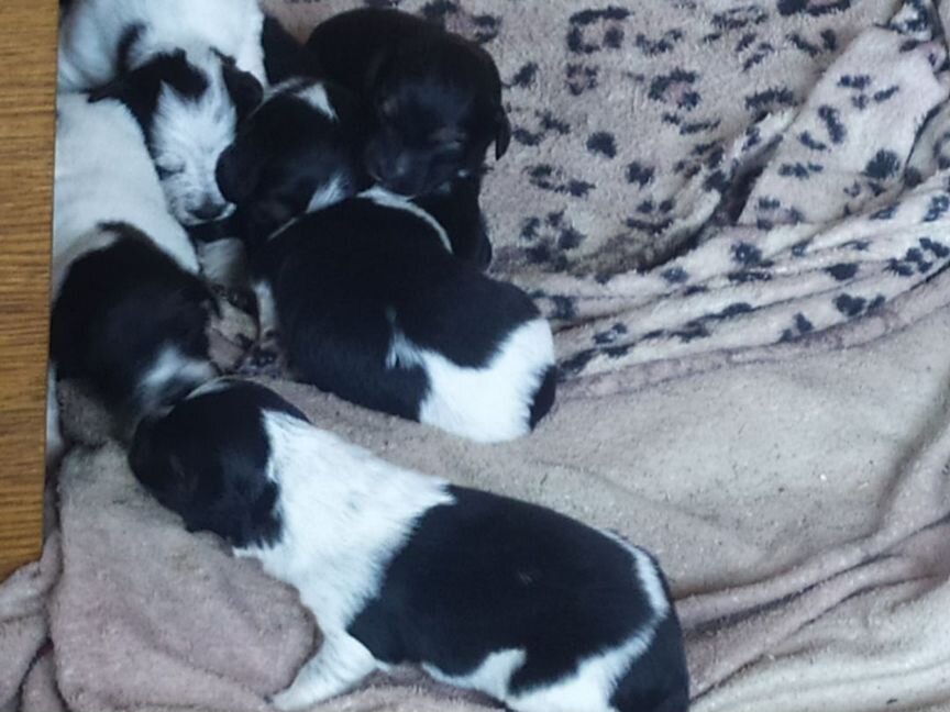 Собаки щенки