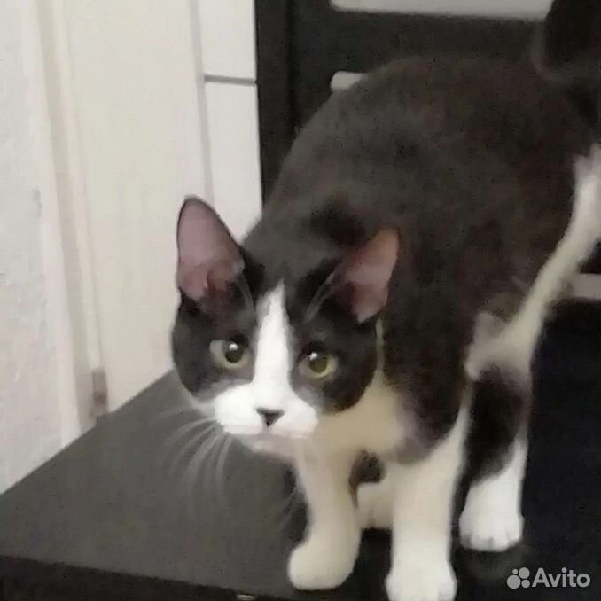 Миниатюрная кошечка Оливия в добрые руки