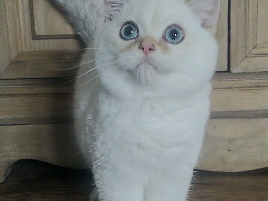 Британский котик красавец