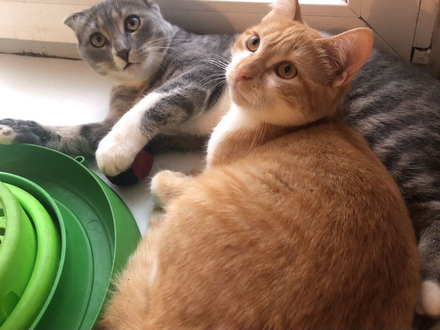 Котята в добрые руки приучены к лотку