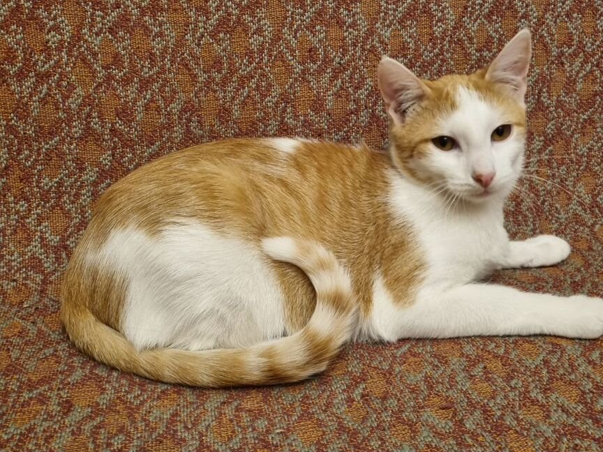 Кошка в дар