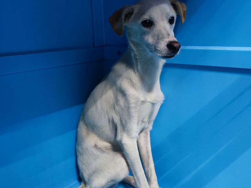 Маленький песик на улице