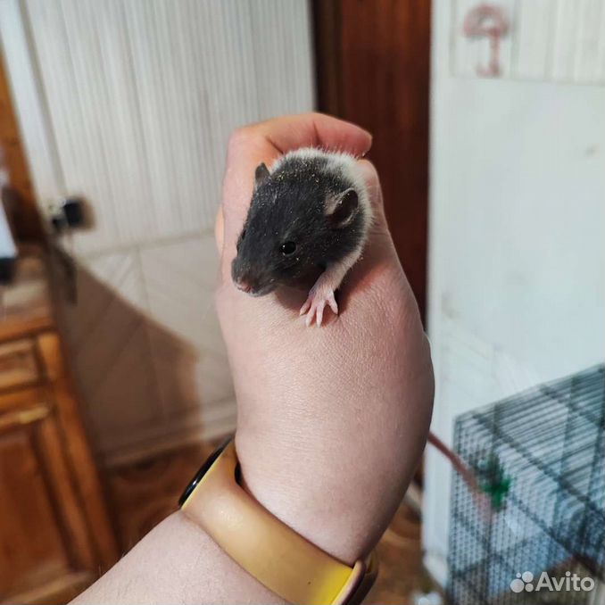 Крыски дамбо