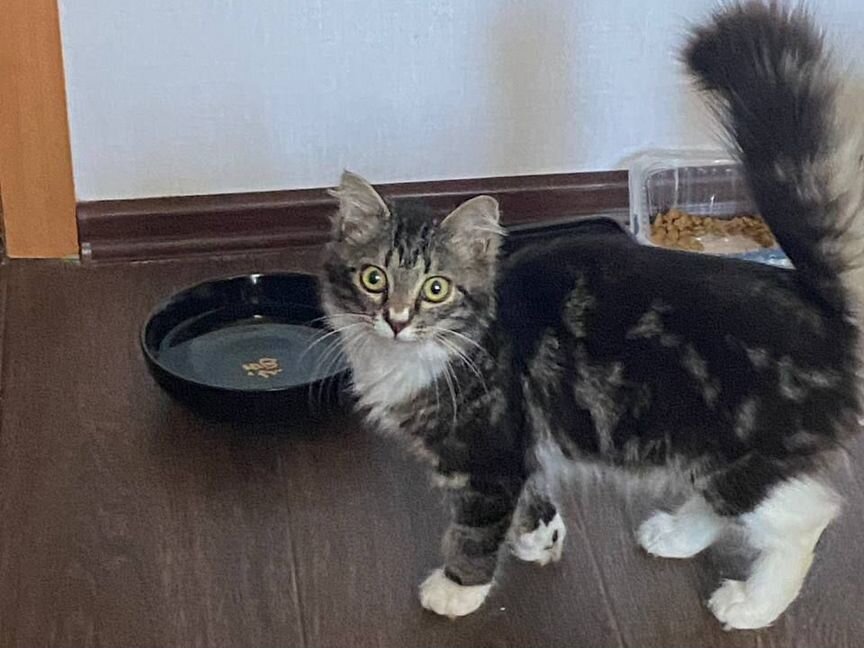 Котенок пушистый хвост в добрые руки