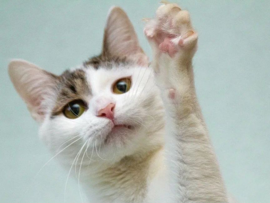 Нежная котомалышка Кассандра, в добрые руки