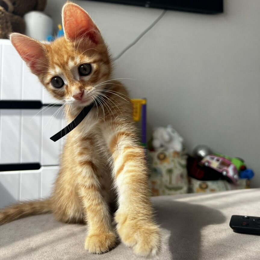 Котёнок в добрые руки