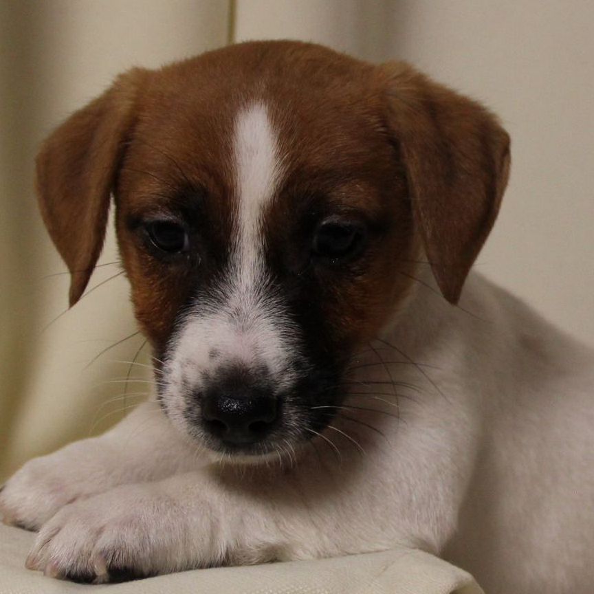 Джек-рассел-терьер, щенок