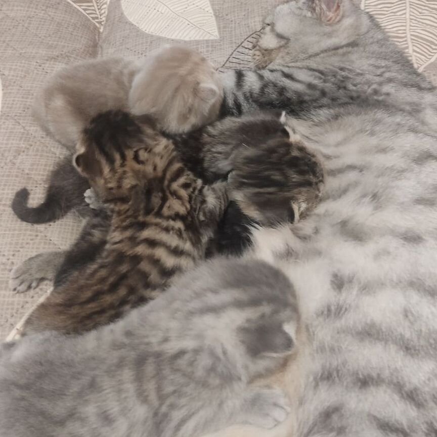 Шотландские вислоухие котята