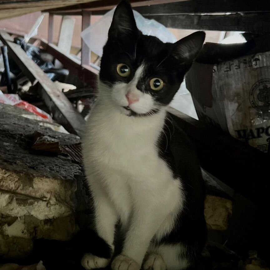 Котёнок девочка в добрые руки