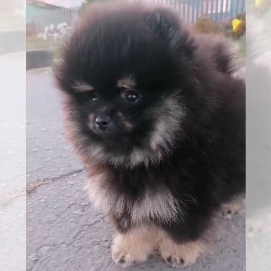 Померанский шпиц мини