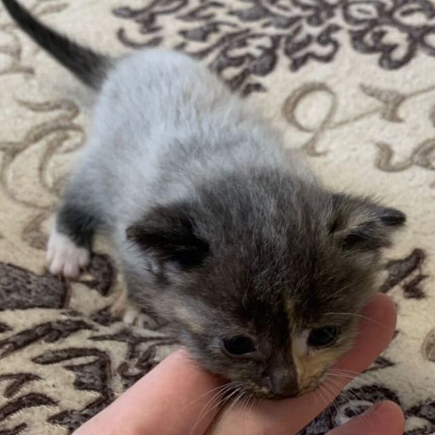 Котята в добрые руки бесплатно мальчик
