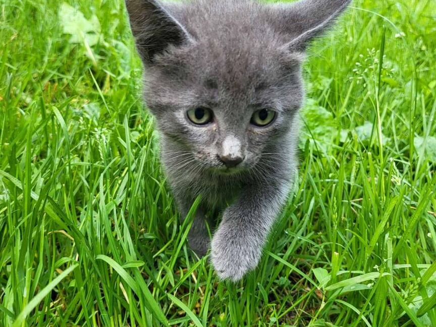 Дымчатый котик ищет дом