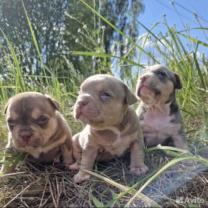 Американский булли топ цвета экзот-покет
