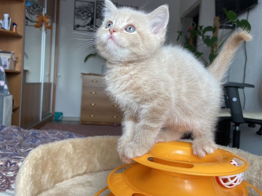 Шотландские котята