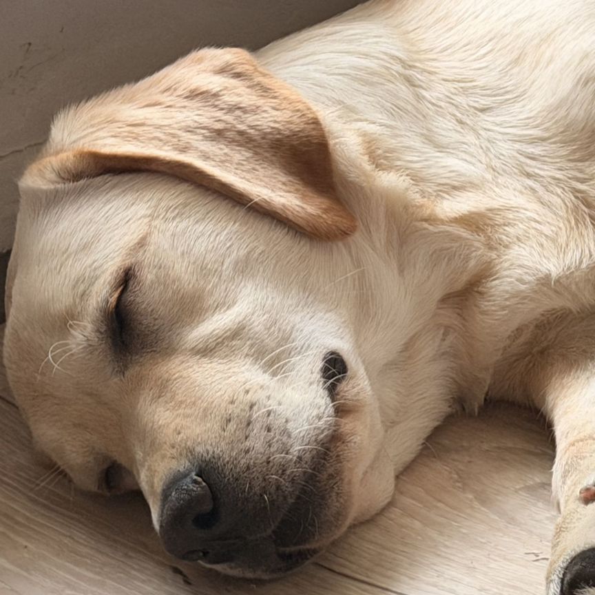 Лабрадор-ретривер, щенок