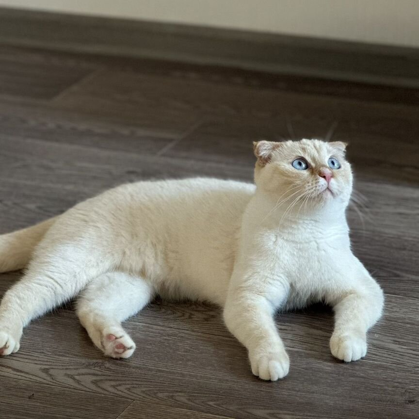 Британский длинношёрстный котёнок