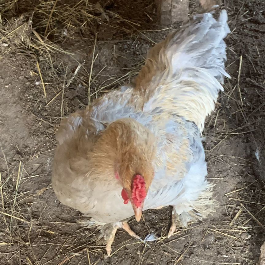 Петушок порода брама лавандовый