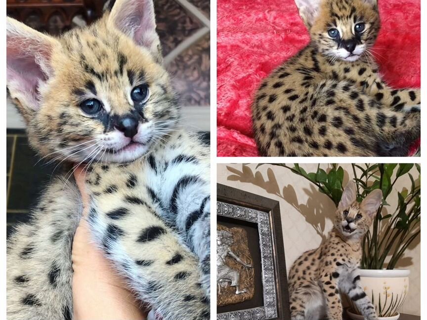 Саванна котята ручные