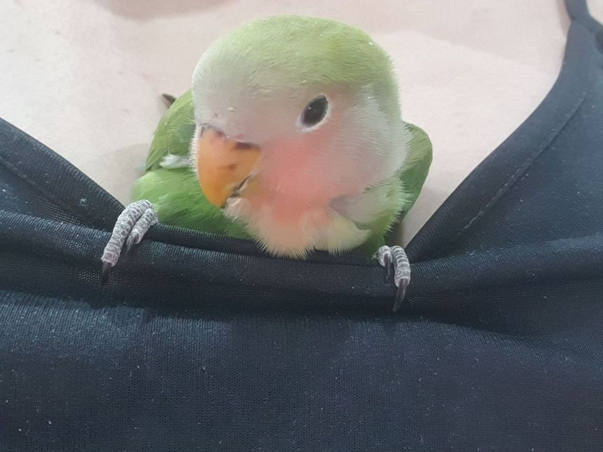 Птенец неразлучника