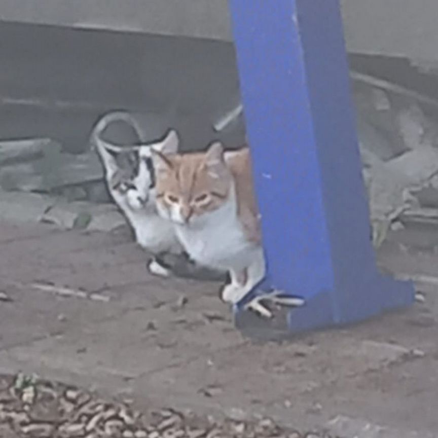 Котята замерзают на даче