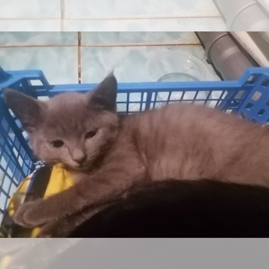 Котёнок в добрые руки