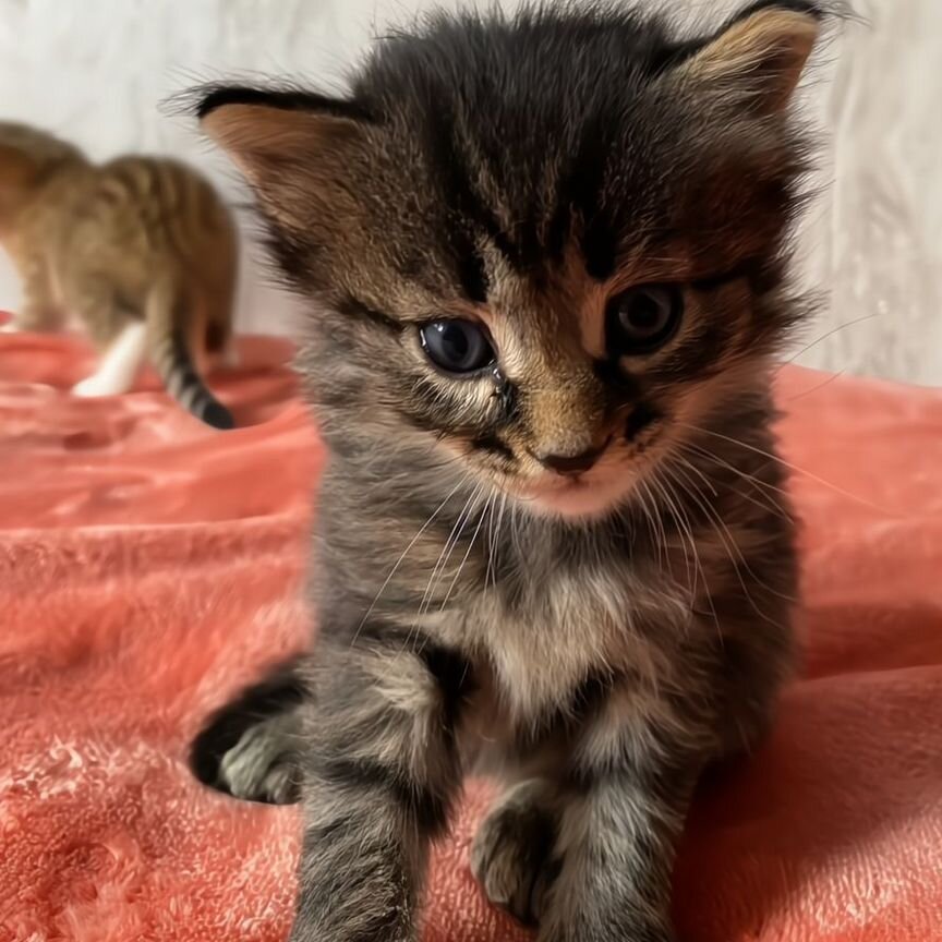 Котёнок в добрые руки