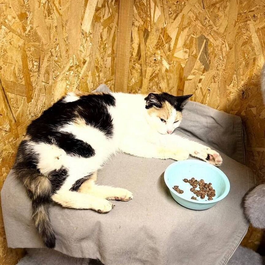 Взрослая, Девочка кошка в добрые руки