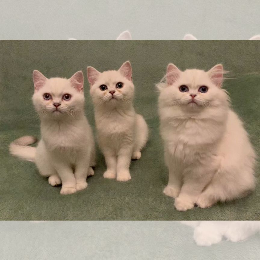 Британский короткошёрстный котёнок