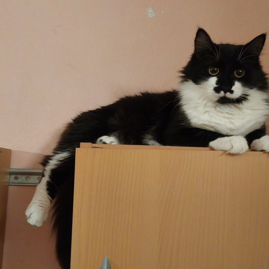 Котики