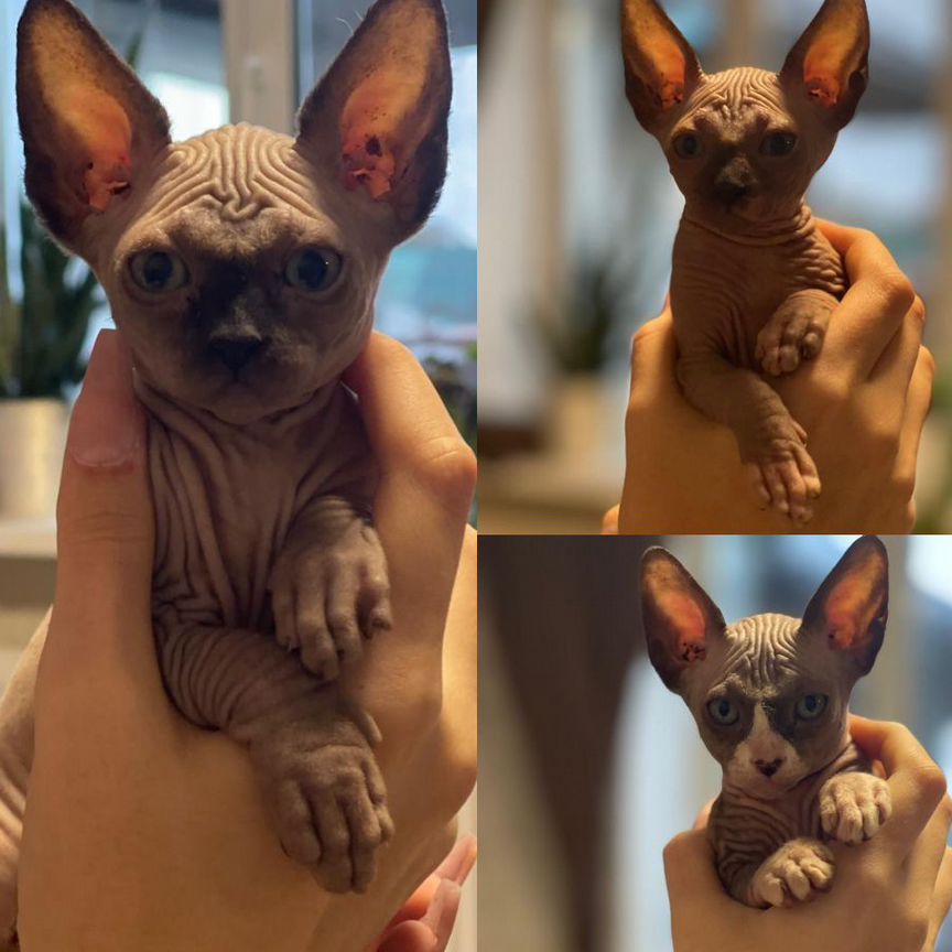 Канадский сфинкс котёнок