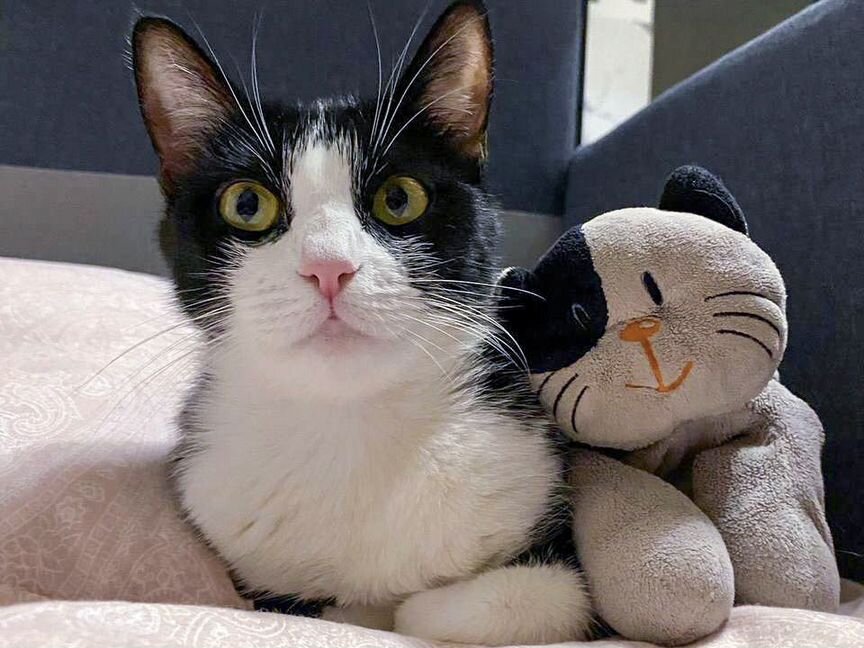 Ласковая кошечка в добрые руки