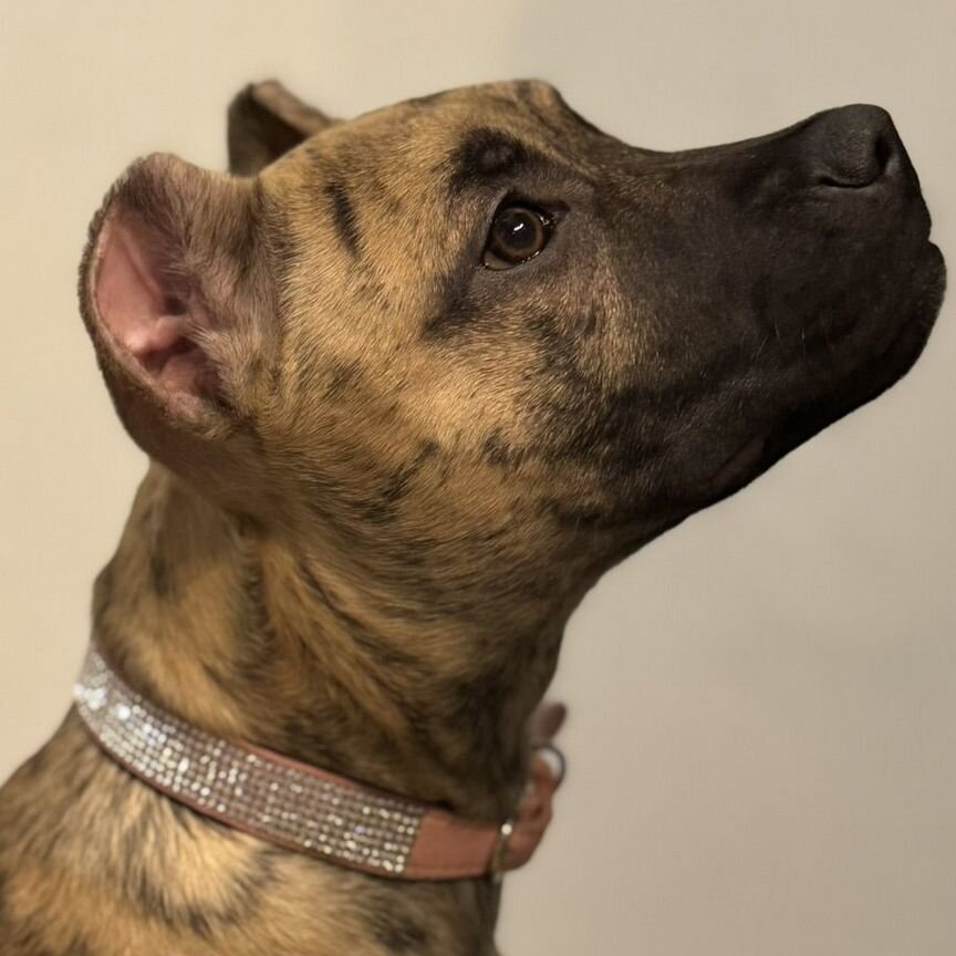 Американский питбультерьер, щенок