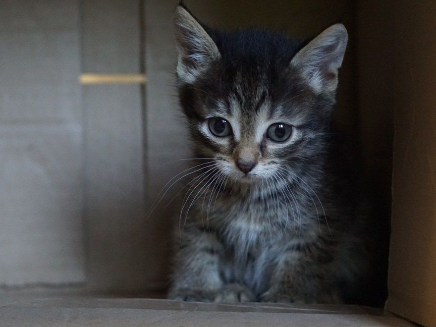 Отдам котенка в добрые руки