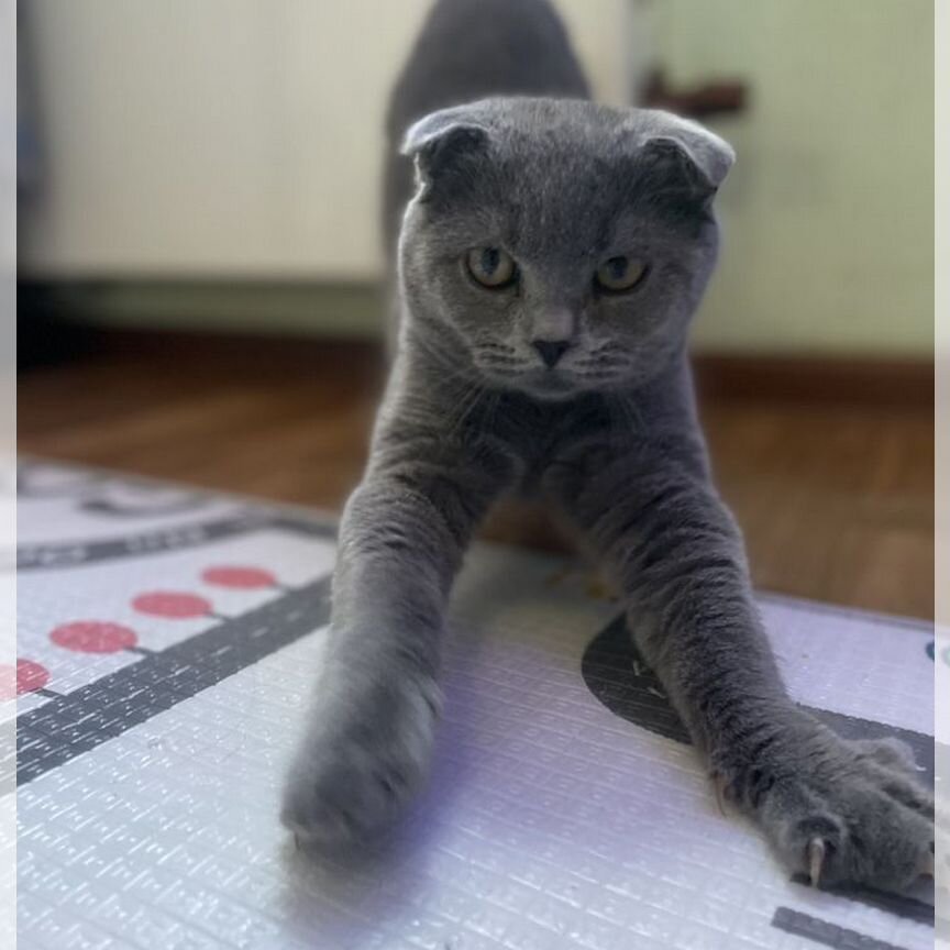 Британский котик вислоухий