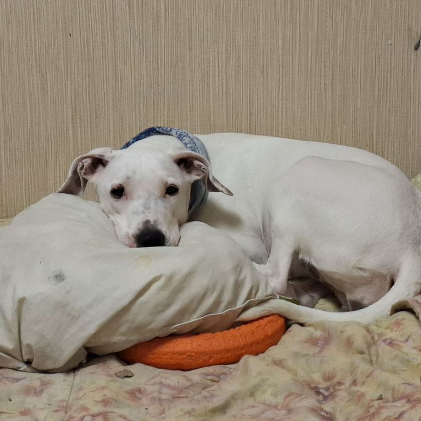 Американский стафф в добрые руки