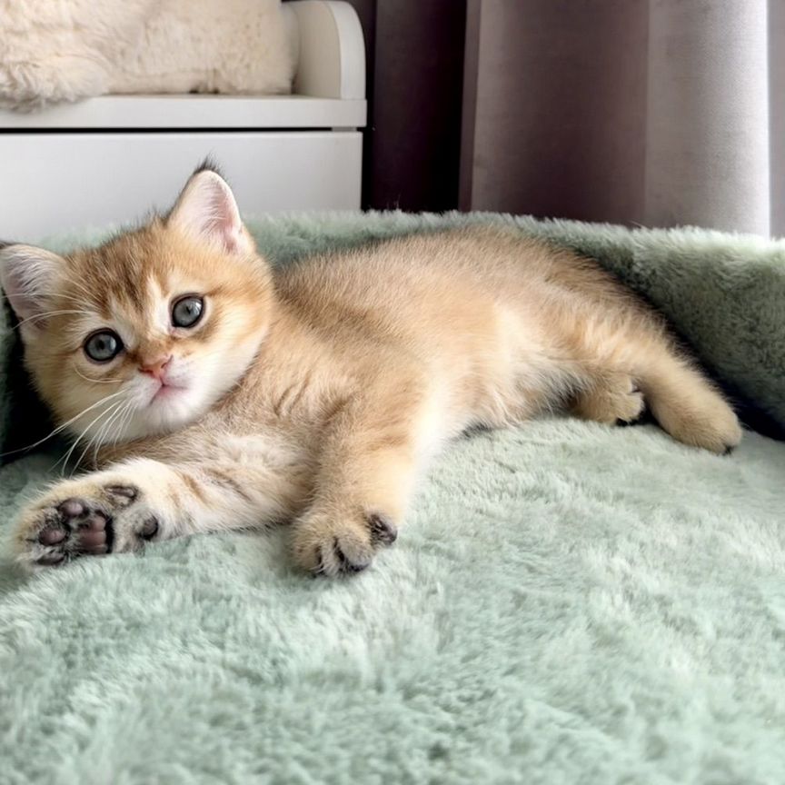 Шотландский прямоухий короткошёрстный котёнок