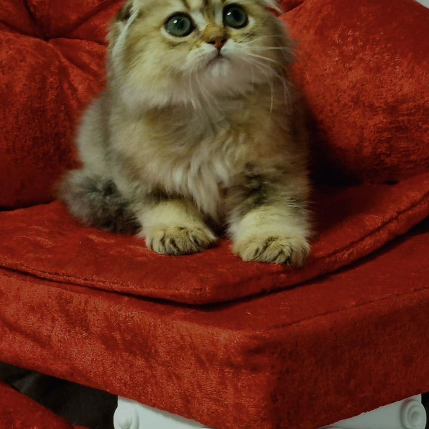 Шотландская кукла SFS71ny25