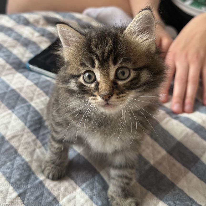 Котёнок в добрые руки