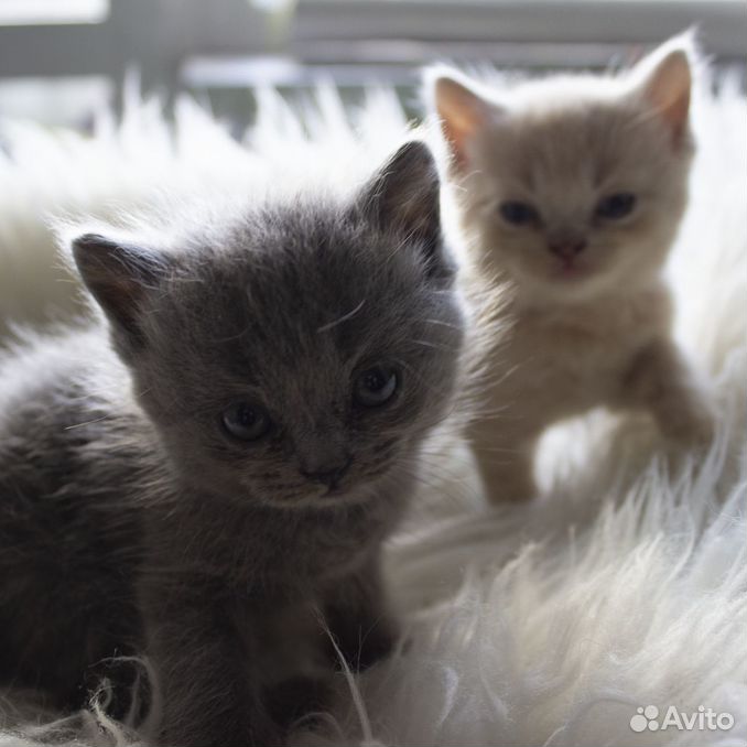 Котята помесь британец шотландец вислоухий