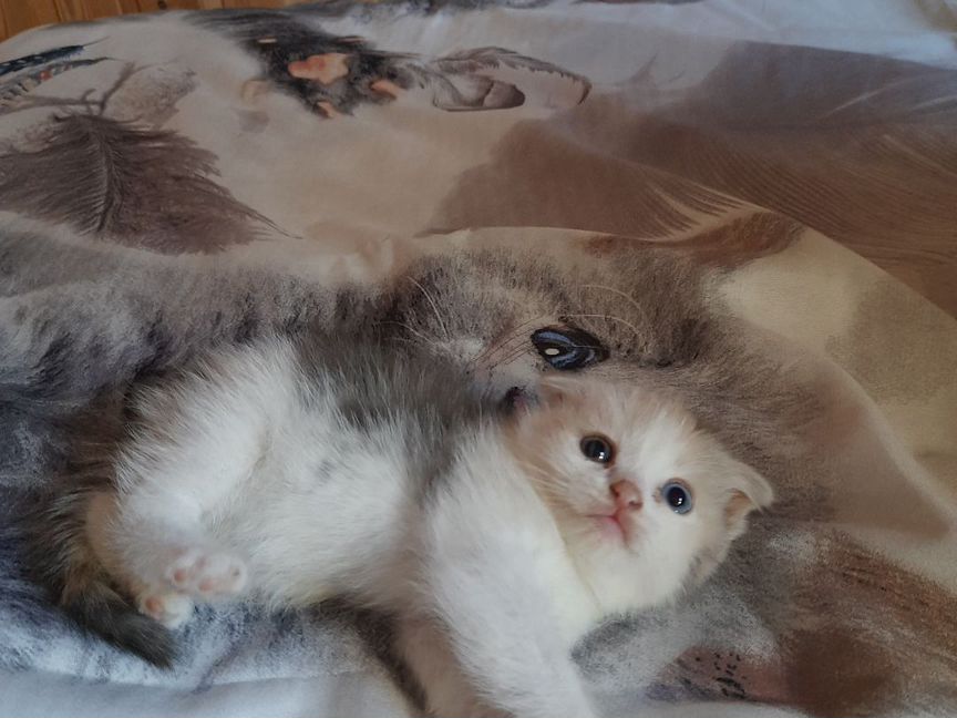 Кошка