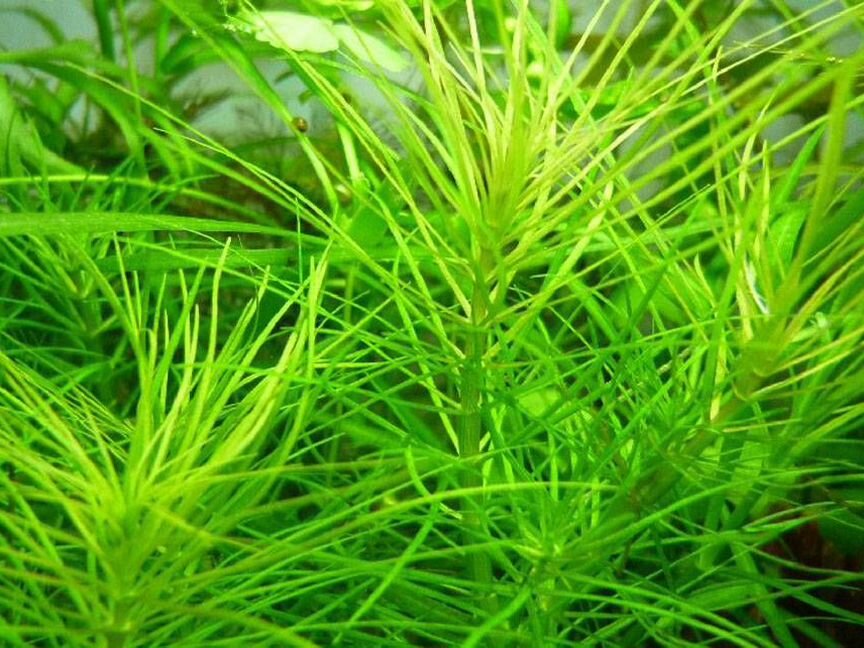 Аквариумные рыбки и растения