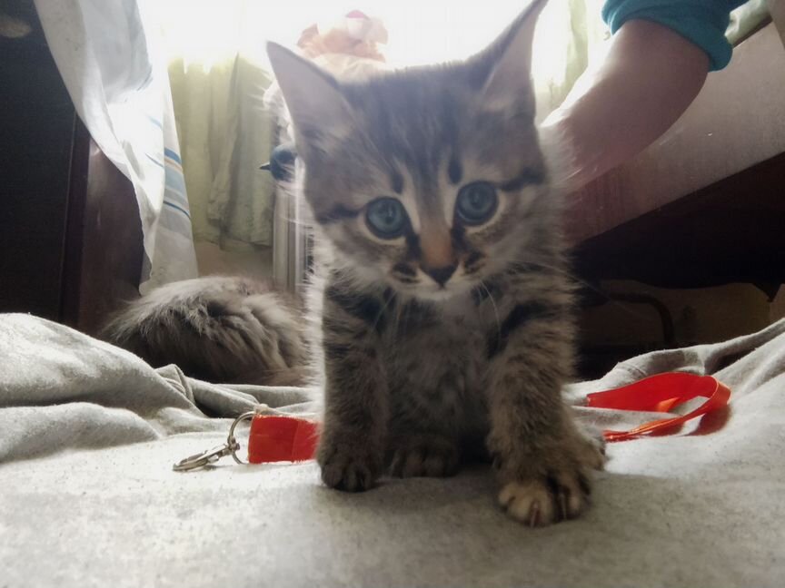 Кошка в дар бесплатно