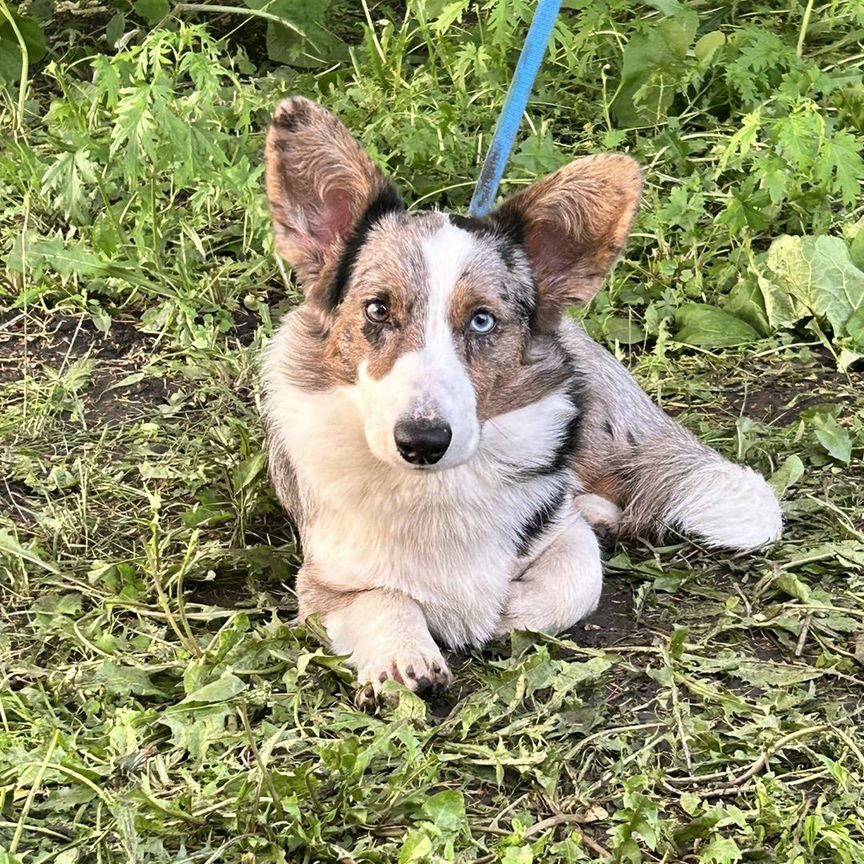 Вязка корги кардиган