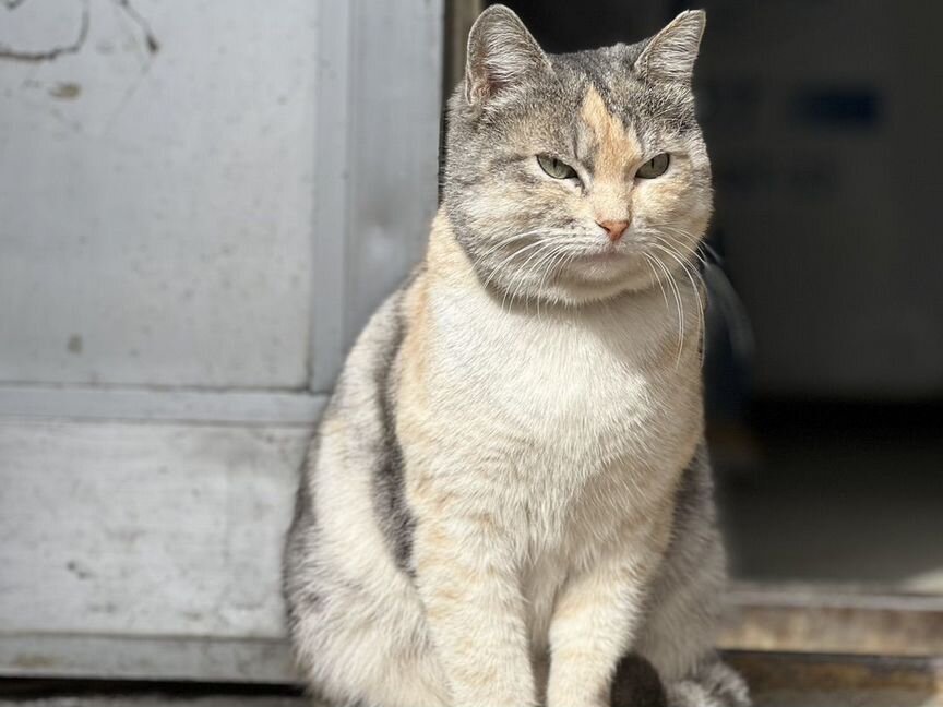 Трехцветная кошка Грейс