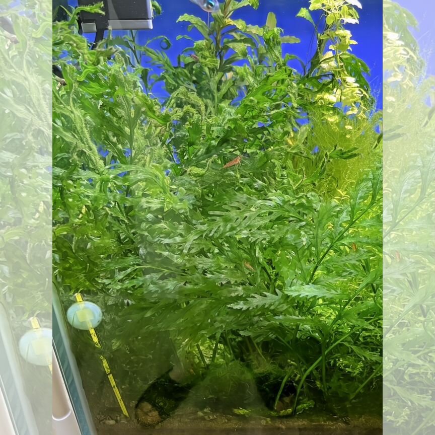 Папоротник