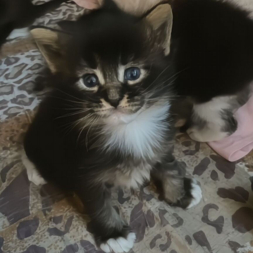 Мейн-кун котёнок