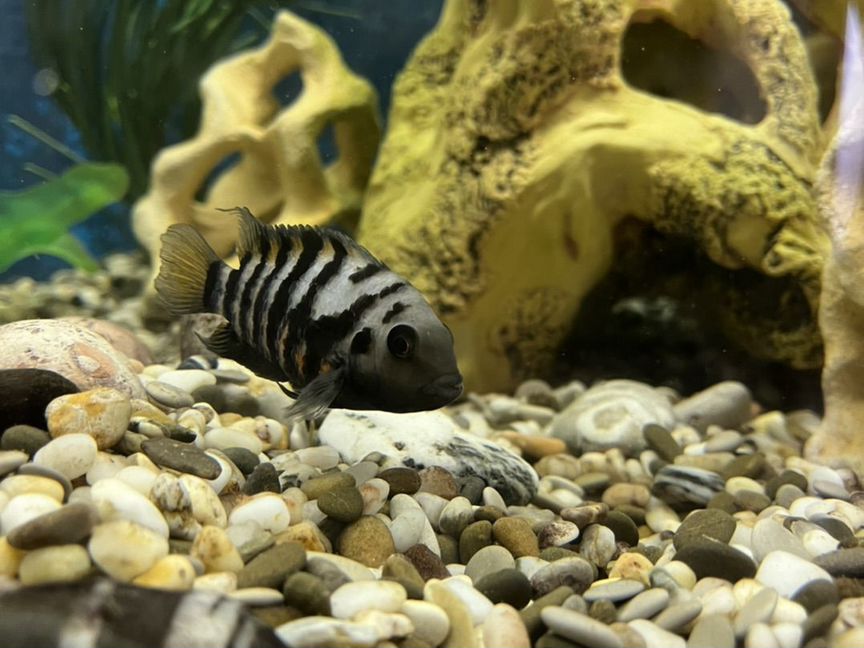 Полосатые цихлиды